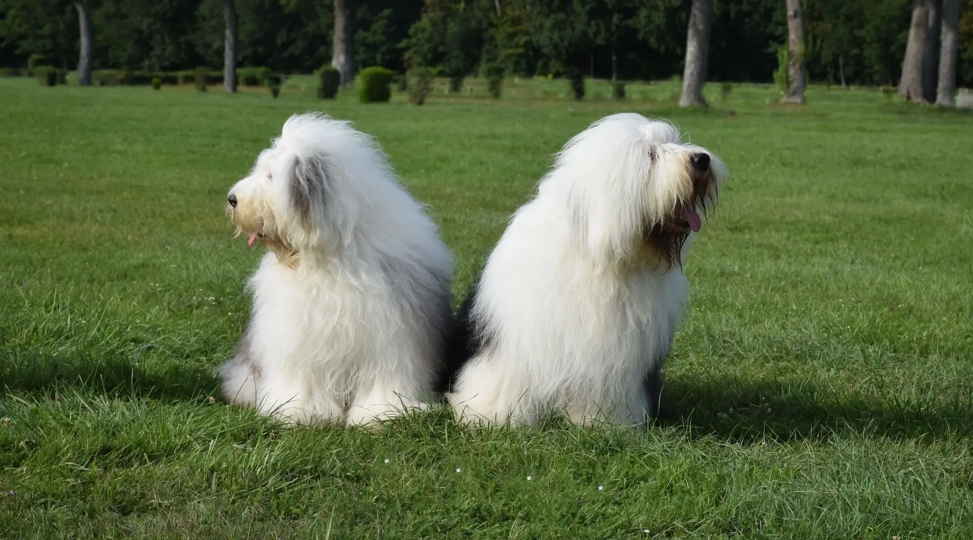Our Dogs – Old English Sheepdog SHAGGY EDITION